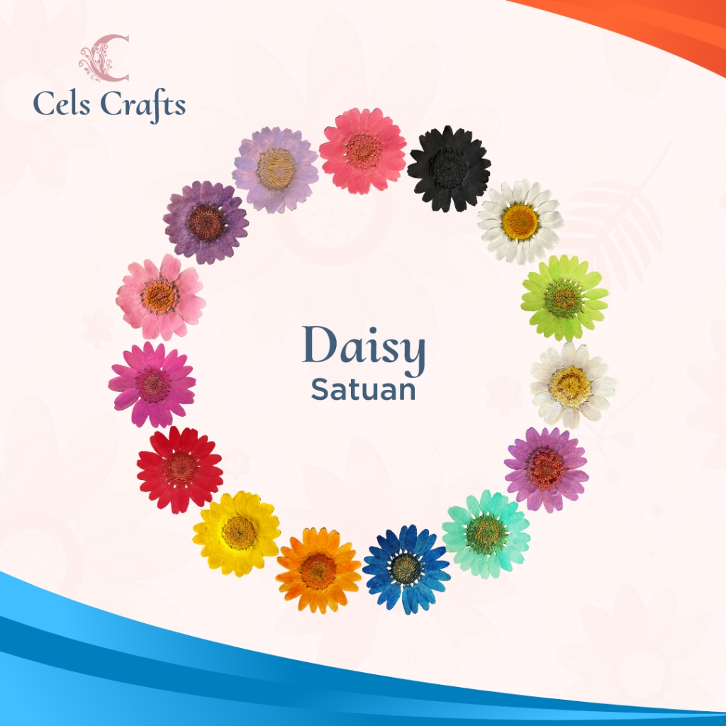 Jual [Satuan] Bunga Daisy Chrysanthemum Pressed Flowers Bunga Asli ...