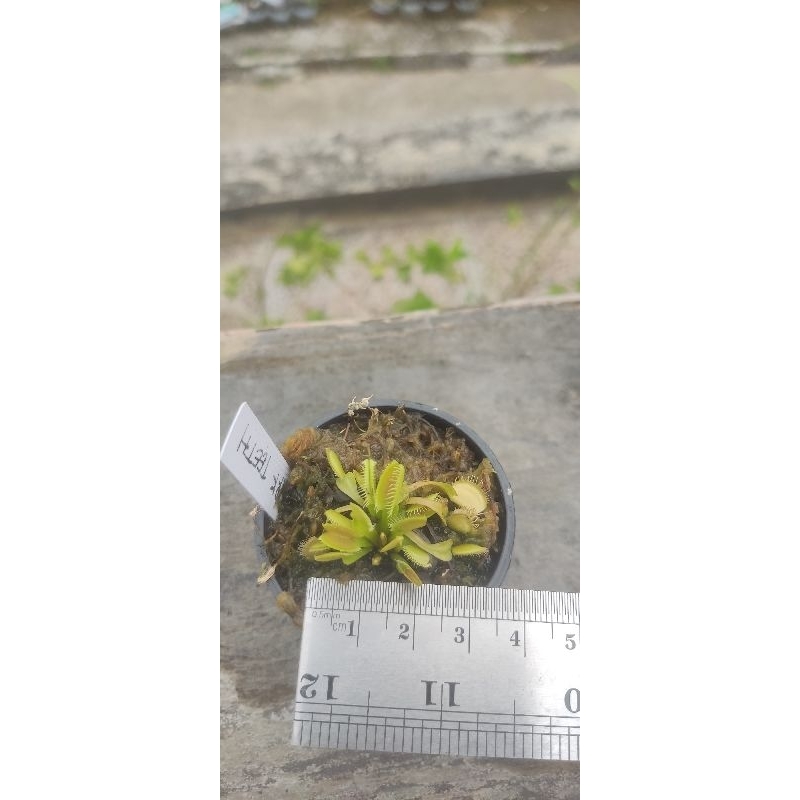 Jual VFT Venus Fly Trap Shark Teeth | Shopee Indonesia