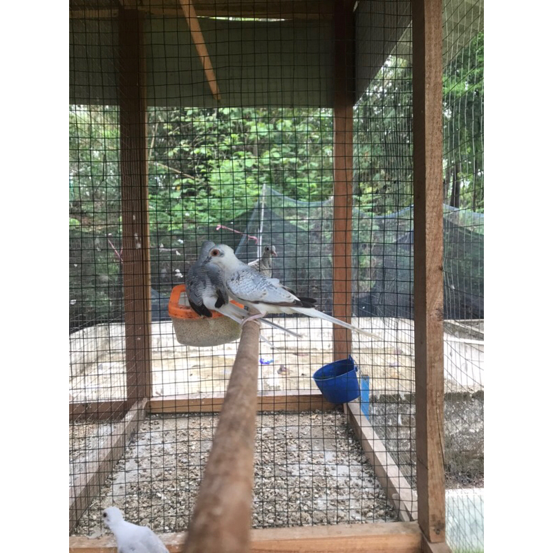 Jual Perkutut mutiara australia asli / perkutut diamond jenis silver ...