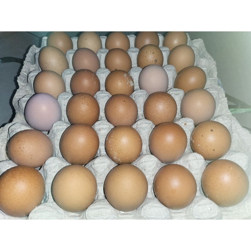 Jual Telur ayam ras ukuran kecil | Shopee Indonesia