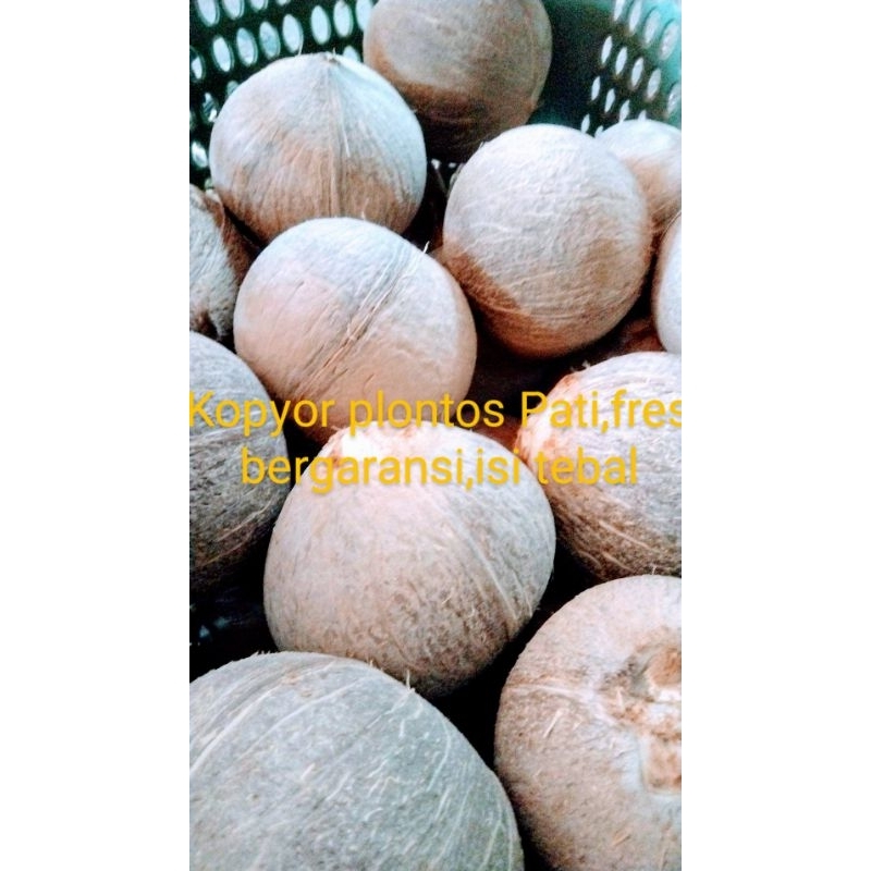Jual kopyor fres uk53-55cm kupas plontos bergaransi | Shopee Indonesia