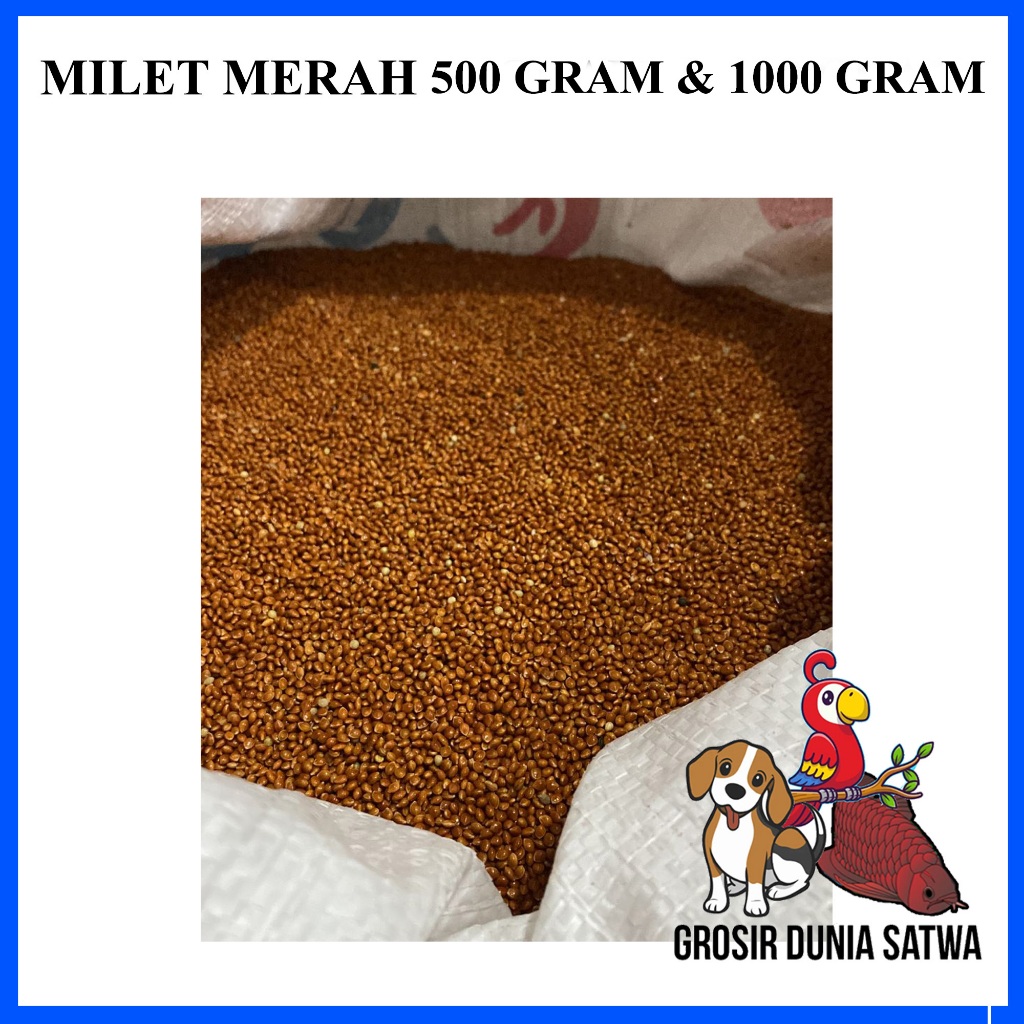 Jual MILET MERAH BIJI MILLET MERAH PAKAN MAKANAN BURUNG KEMASAN 500 ...