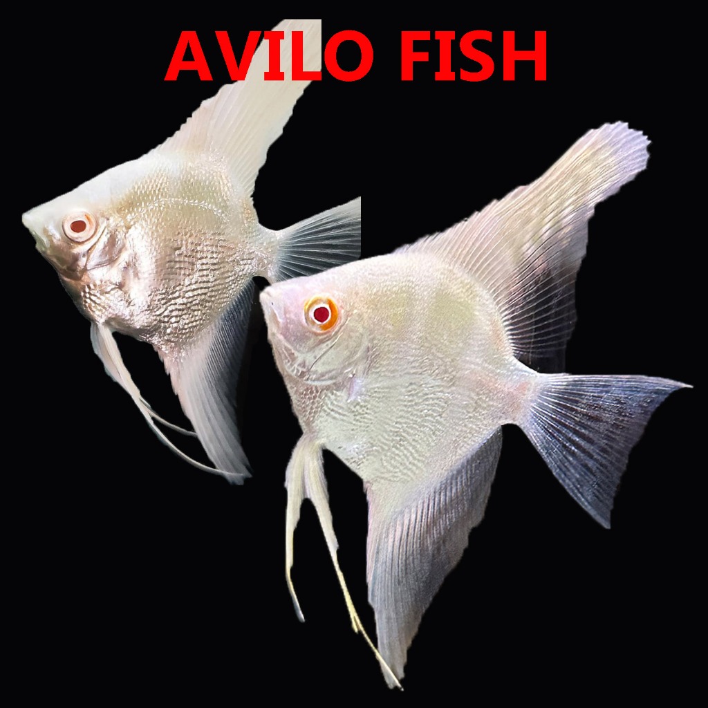 Jual ikan hias aquascape manfish albino red eye size kecil angel fish ...