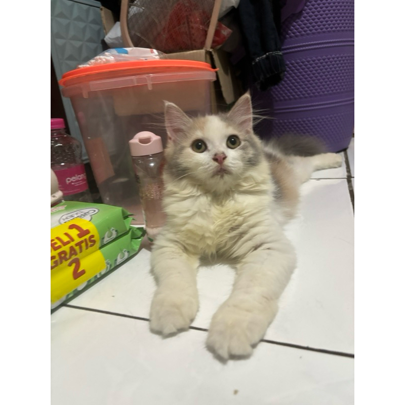 Jual persia mix ragdoll | Shopee Indonesia