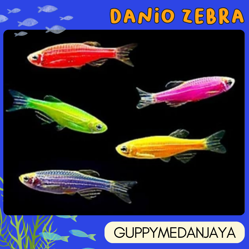 Jual Ikan Hias Danio Zebra - Glow Danio Zebra Fish | Shopee Indonesia