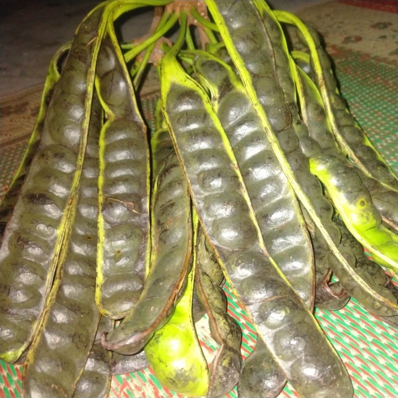 Jual petai pete masak pohon/petai matang 5papan stok terbatas | Shopee ...