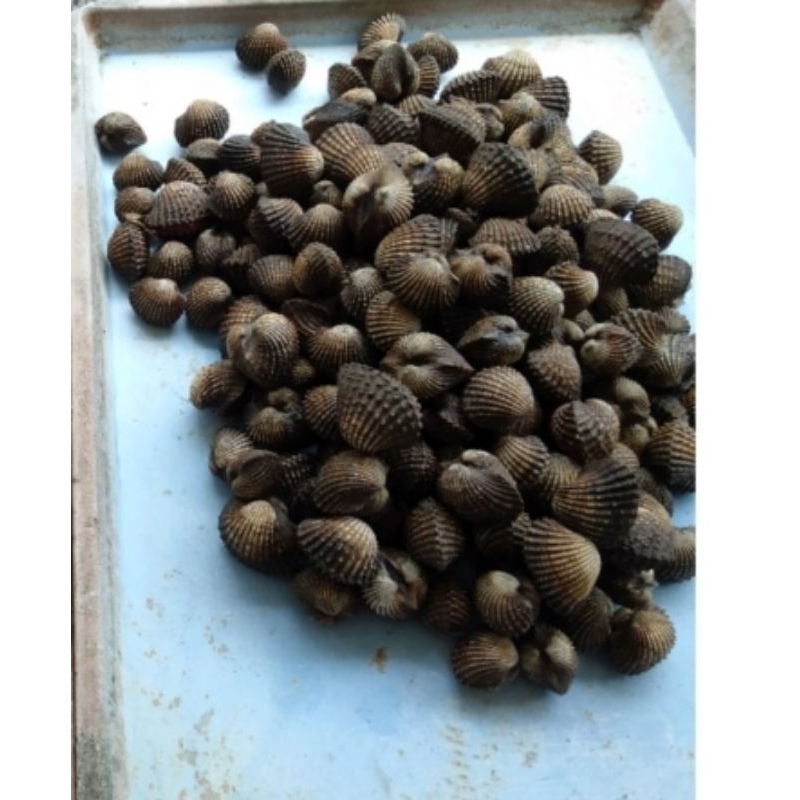 Jual Kerang Dara | Kerang Batu 1kg | Shopee Indonesia