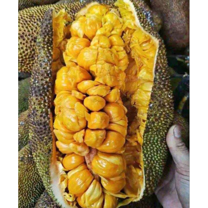 Jual SATU BUAH CEMPEDAK MANIS | Shopee Indonesia