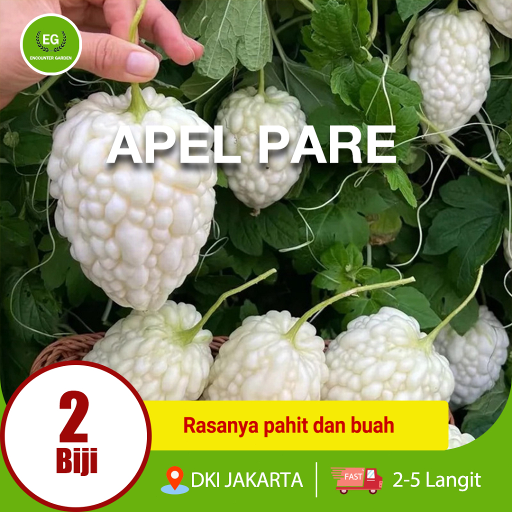 Jual Benih Bibit apel Pare Putih HIGH MOON - Bibit Tanaman Sayur ...