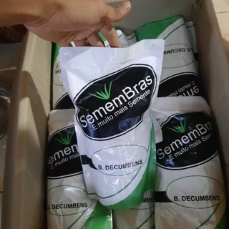 Jual benih rumput brachiaria decumbent - Decumbens 1kg premium - bibit ...