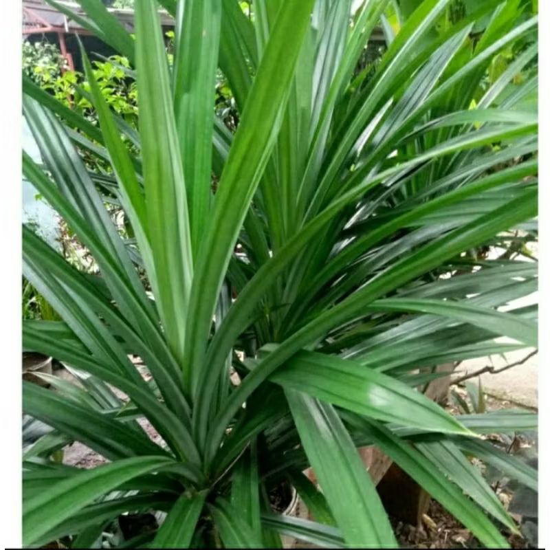 Jual Tanaman pandan wangi, uk dewasa besar+pohon penyedap masakan, daun ...