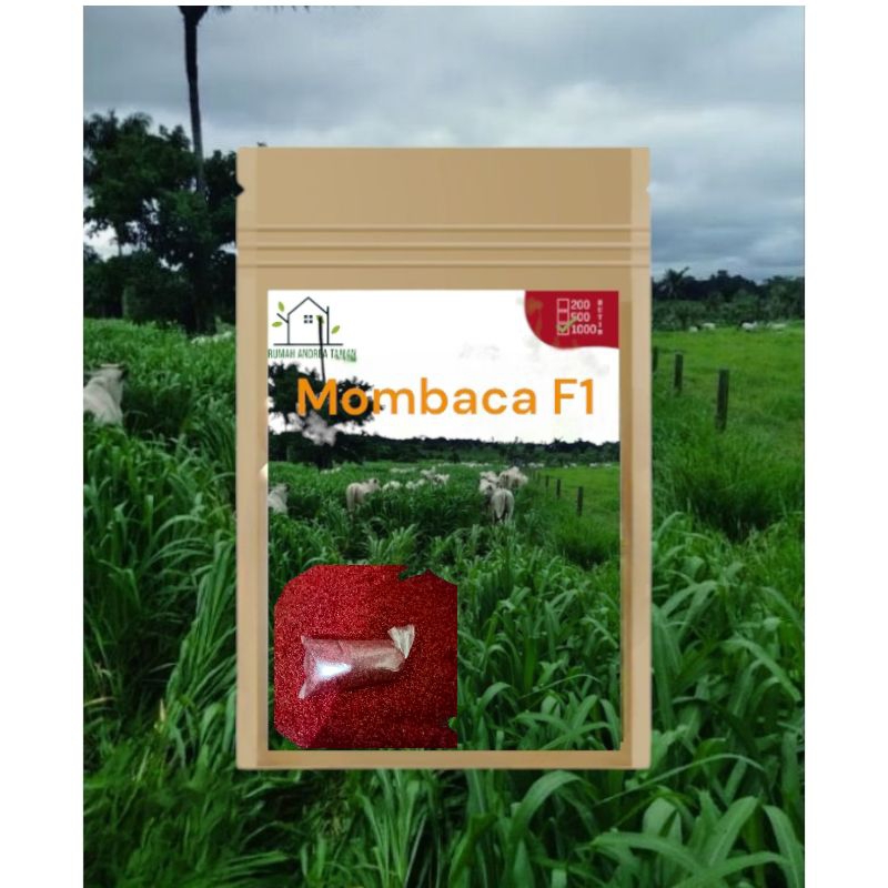 Jual Benih rumput super mombaca f1 Ghine kemasan 1kg urban farming ...
