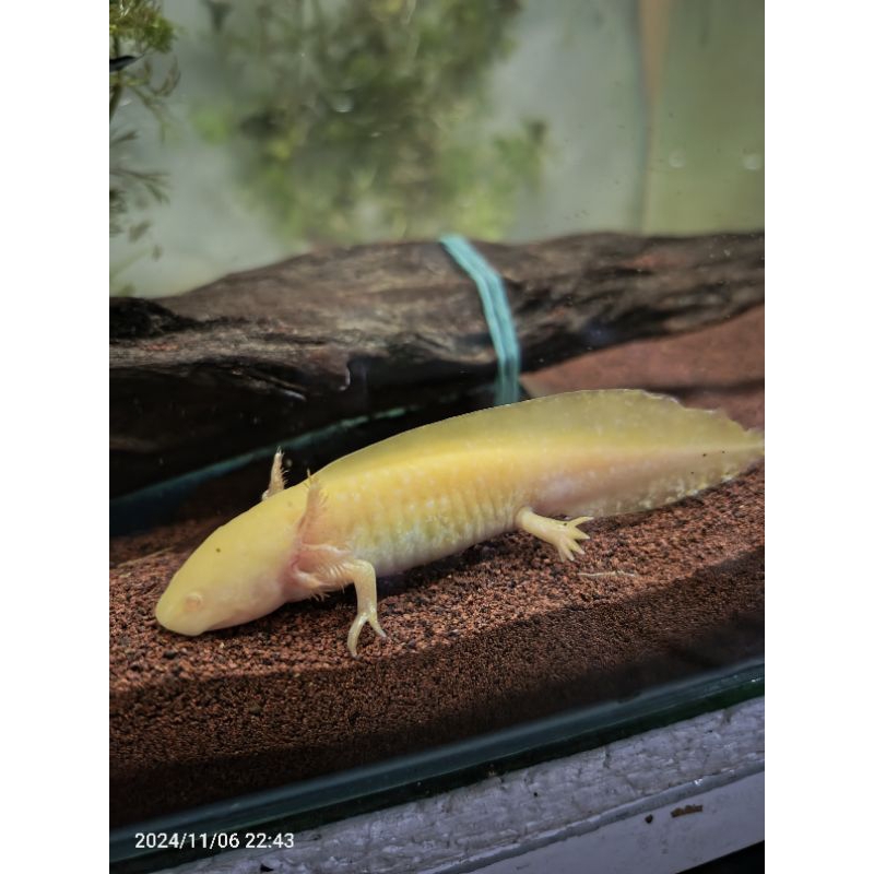 Jual AXOLOTL GOLDEN RARE | Shopee Indonesia