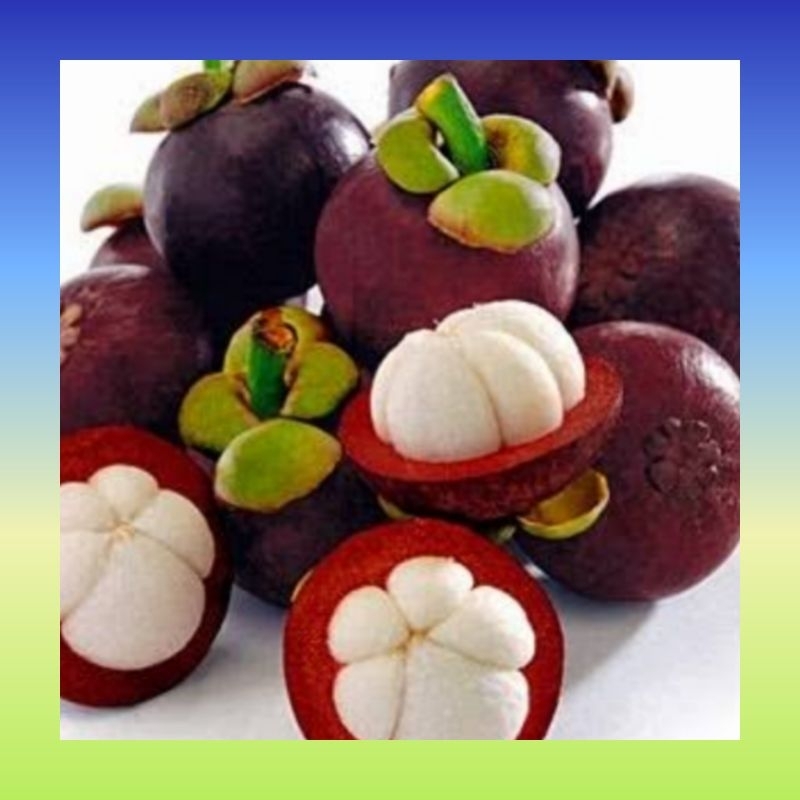 Jual Buah Manggis 1 kg segar | Buah manggis segar | Manggis 1 kg | Buah ...