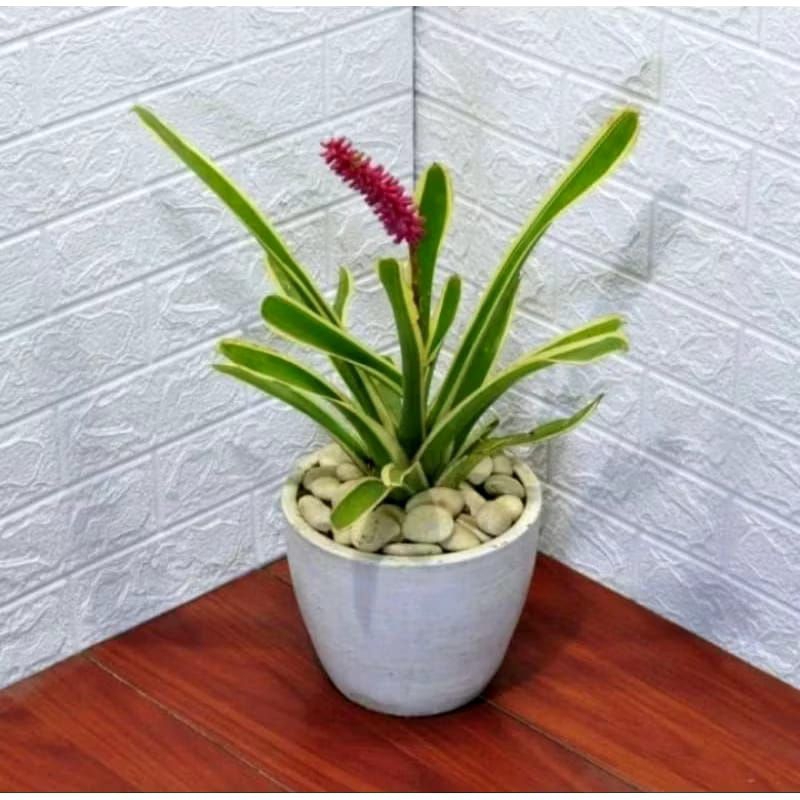 Jual Pohon bromelia jagung/ bromelia kuning | Shopee Indonesia