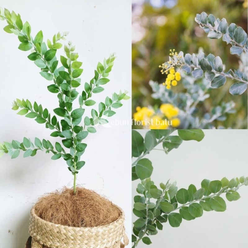 Jual Tanaman Hias Silver Dolar Memusa - Bibit Bunga potong Memusa -Blu ...