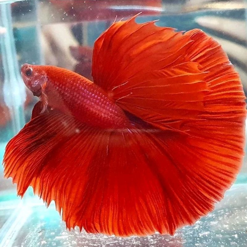 Jual Ikan Cupang Halfmoon Rosetail Super Red Full Block Top Grade ...
