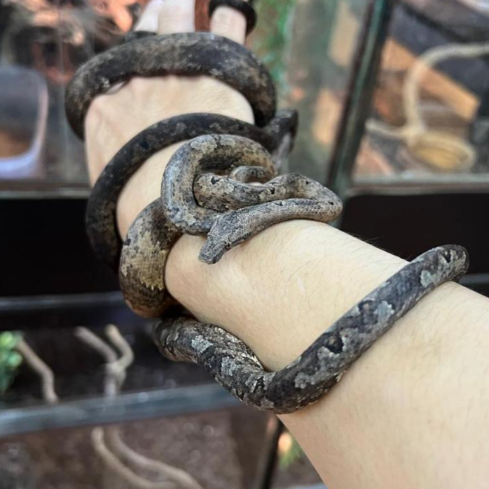Jual Papuan Tree Boa / Monopohon / Monpohon Carinata / Tree Boa ...