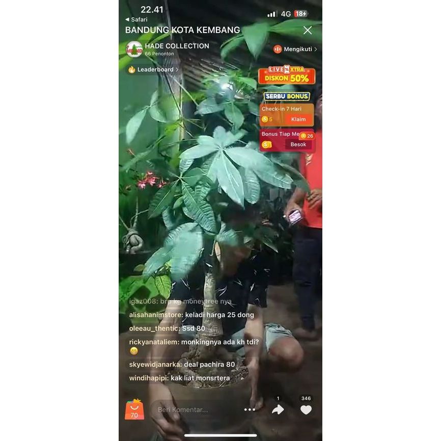 Jual Tanaman hias pachira aquatic money tree big size | Shopee Indonesia