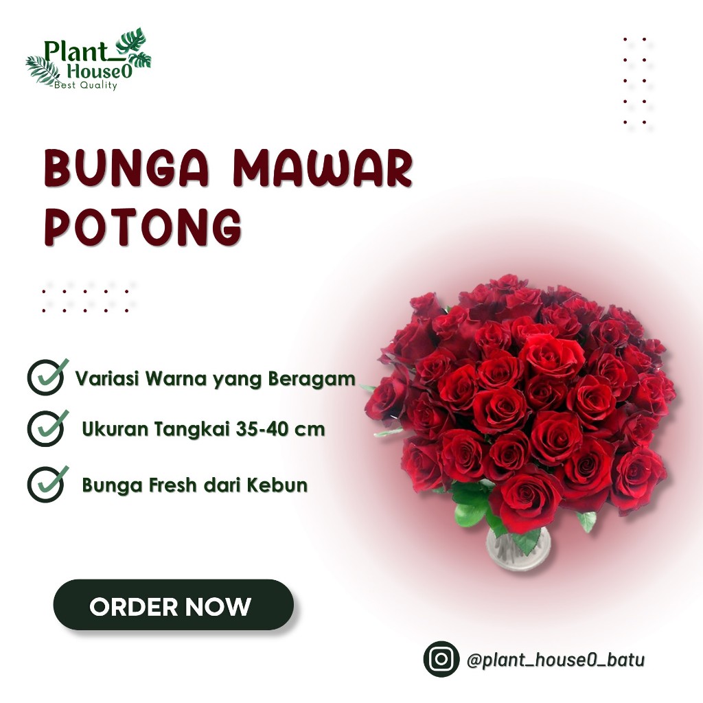 Jual Mawar potong fresh per 1 tangkai grade A panjangan (BUKAN BUNGA ...