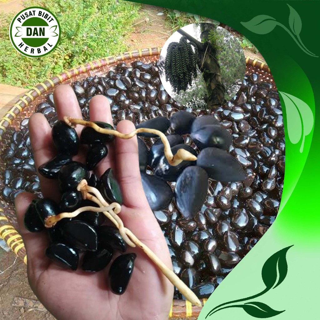 Jual Bibit Biji Aren 1 kg Isi 100 Pcs / Benih Biji Aren Siap Tanam ...