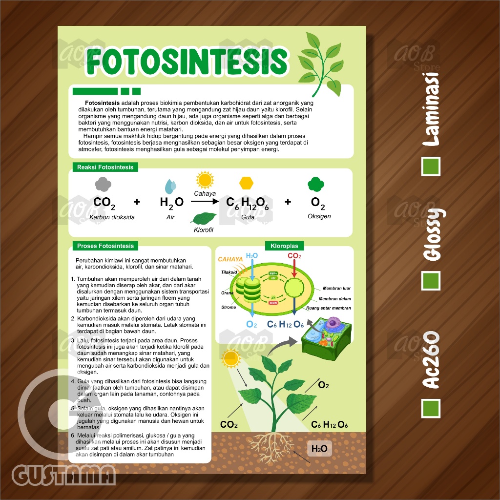 Jual Poster Fotosintesis, Poster Edukasi Anak Laminasi A3 | Shopee ...