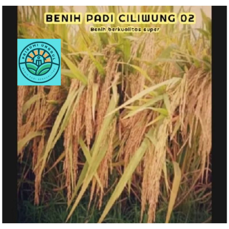 Jual BENIH BIBIT PADI CILIWUNG 02 KUALITAS UNGGUL KEMASAN 5KG (COD ...