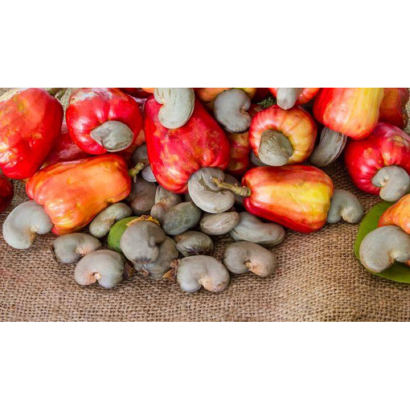 Jual Bibit Tanaman Jambu Mete Merah// Jambu Monyet // kacang Mete ...
