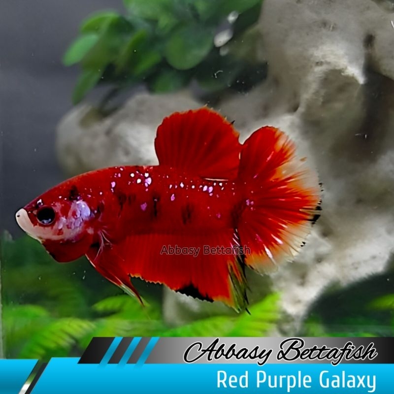 Jual Plakat Red Purple Galaxy Male ( Real Pictures) | Shopee Indonesia