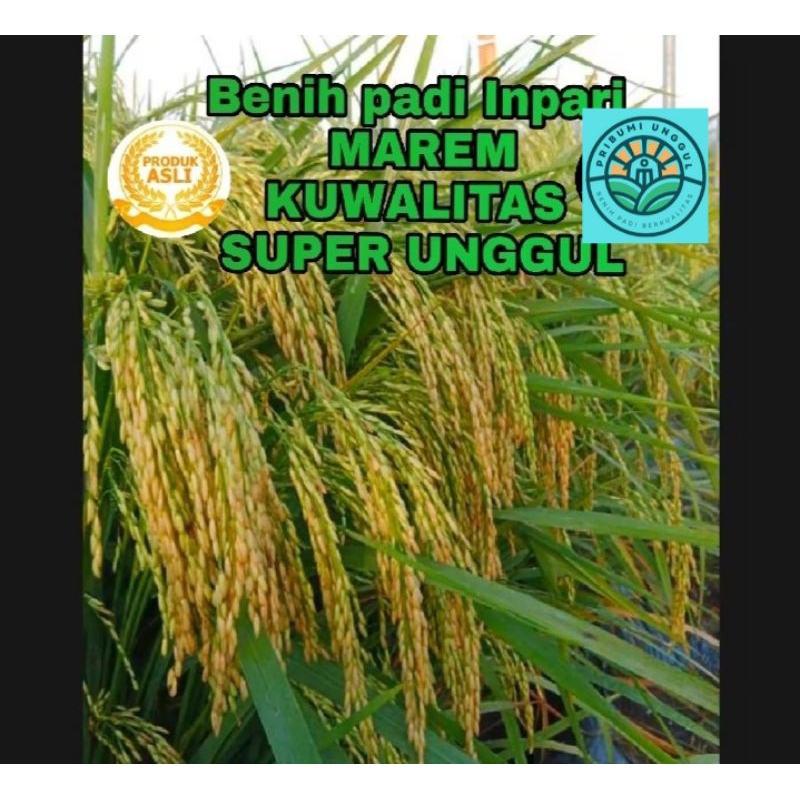 Jual BENIH BIBIT PADI INPARI 50 MEREM UNGGUL BERKUALITAS KEMASAN 3KG ...