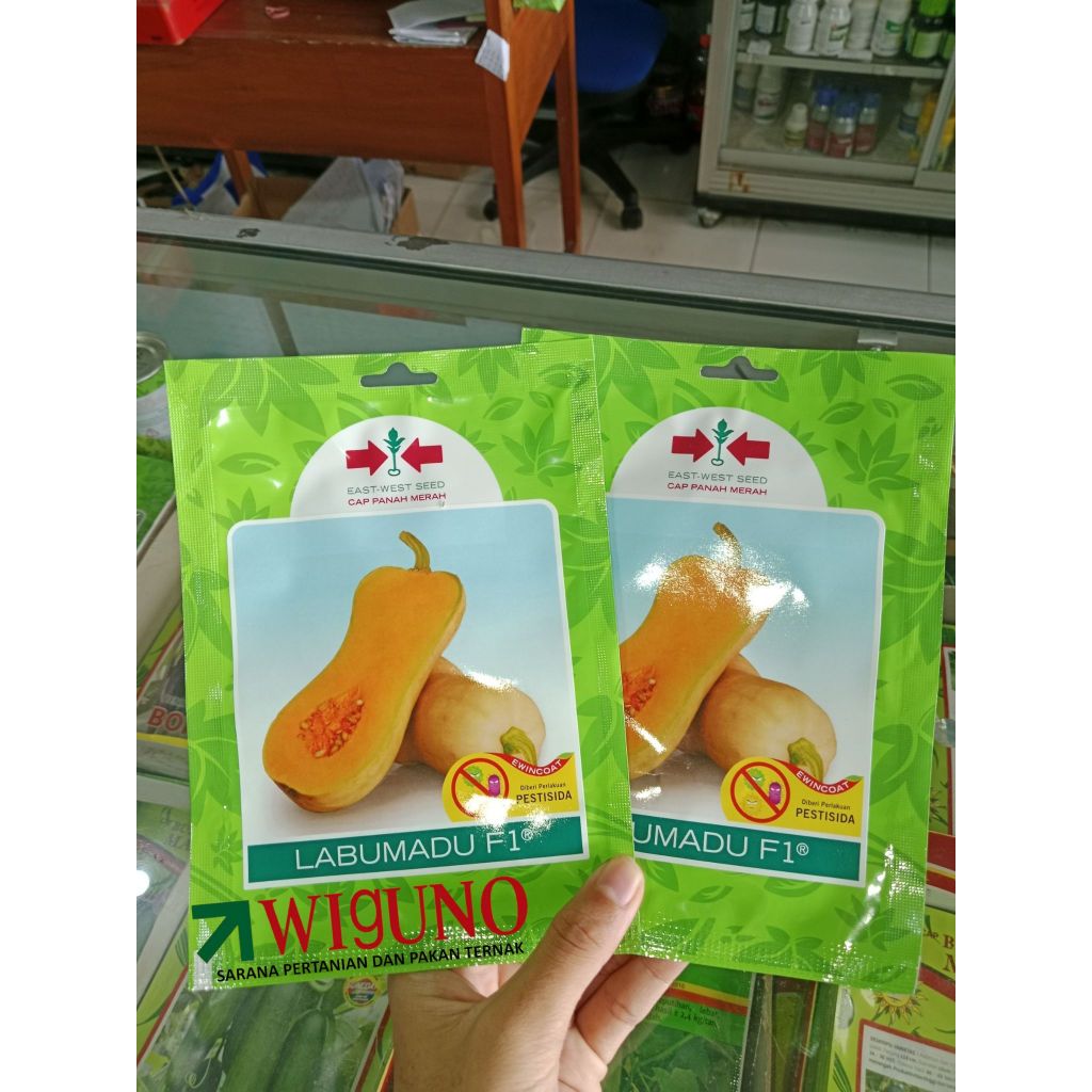 Jual Benih labu - Labu Madu SP isi 10 butir & 50 butir | Shopee Indonesia