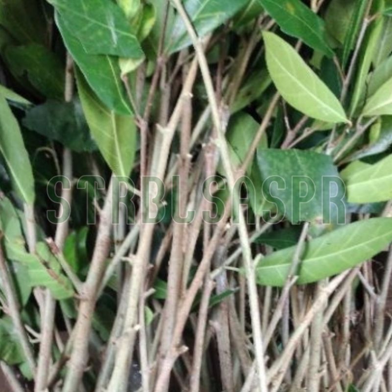 Jual bahan stek batang ampelas putih_ficus fraseri_ batang muda paket 20 batang. | Shopee Indonesia