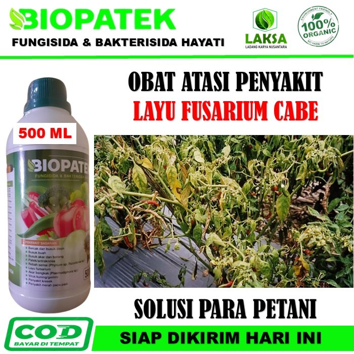 Jual PROMO pupuk organik mengatasi layu fusarium cabe - Biopatek fungisida Bakterisida Hayati ...