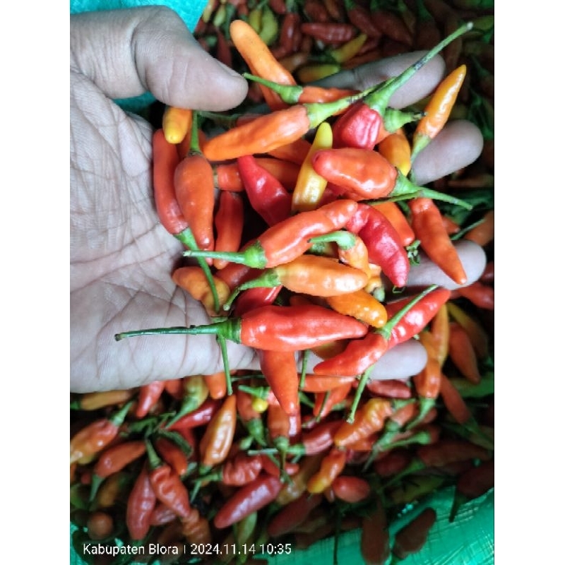 Jual cabe rawit setan(ORI 212)super pedas 500gr | Shopee Indonesia