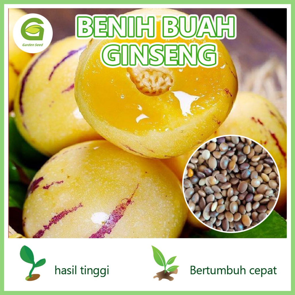 Jual 10 butir biji/benih kemasan premium biji benih buah Pepino kuning ...