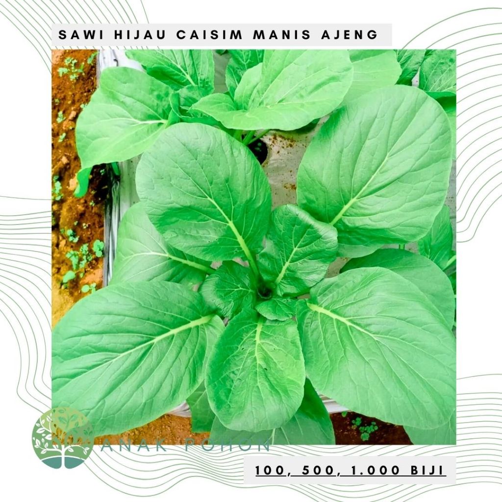 Jual Benih Bibit Biji - Sawi Hijau Manis Ajeng / Sawi Bakso Mie Ayam ...