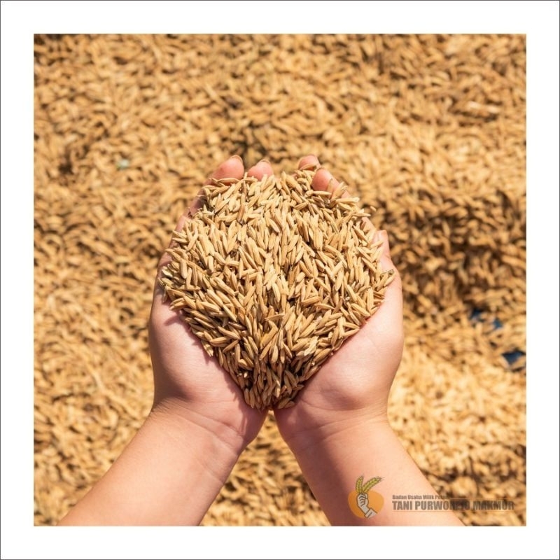 Jual gabah kering pakan ternak | Shopee Indonesia
