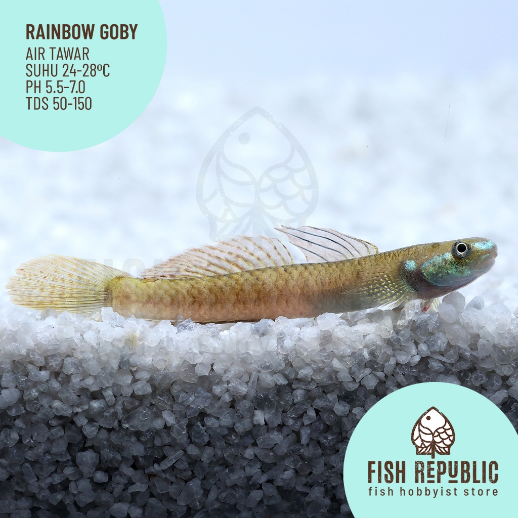 Jual Rainbow Goby Ikan Hias Air Tawar | Shopee Indonesia