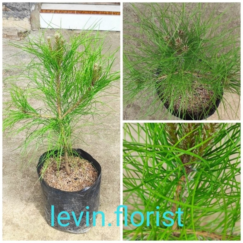 Jual Pinus glabra / pine trees tree /cemara cemoro pinus / bibit ...