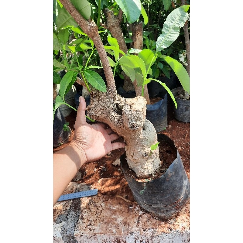 Jual tanaman bonsai pohon pulai pule alstonia scholaris | Shopee Indonesia