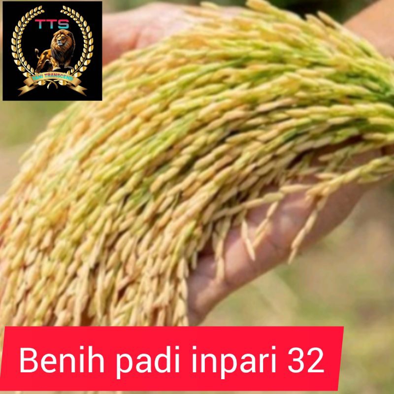 Jual BENIH PADI INPARI 32 KEMASAN 1kg KUALITAS SUPER | Shopee Indonesia