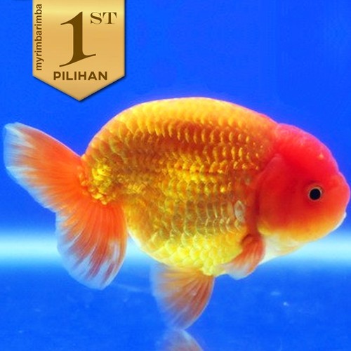 Jual Ikan Hias Koki Ranchu Rancu Jumbo Ikan Air Tawar Aquarium Kolam ...