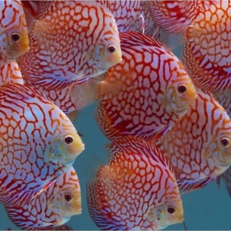 Jual ikan discus pigeon 6cm | Shopee Indonesia