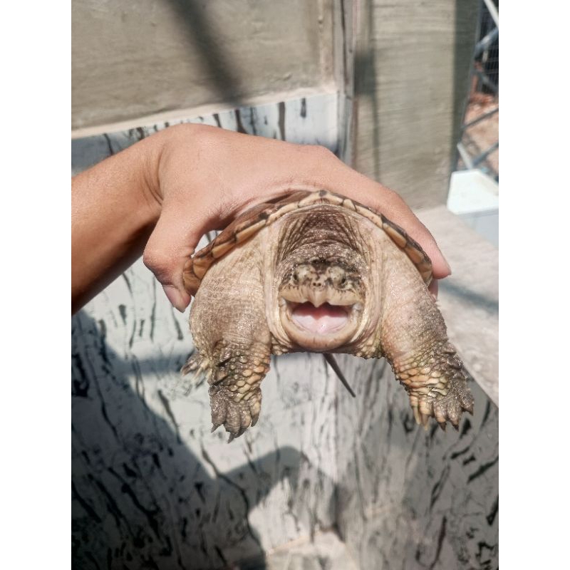 Jual Common Snapping Turtle CST| Bukan Aligator Snapping Turtle AST ...