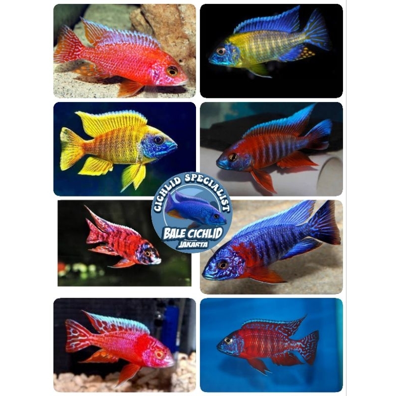 Jual Paketan African Cichlid Aulonocara Mix 10 ekor Bonus 1 ekor + Bonus Pelet Waterpros 75gr ...