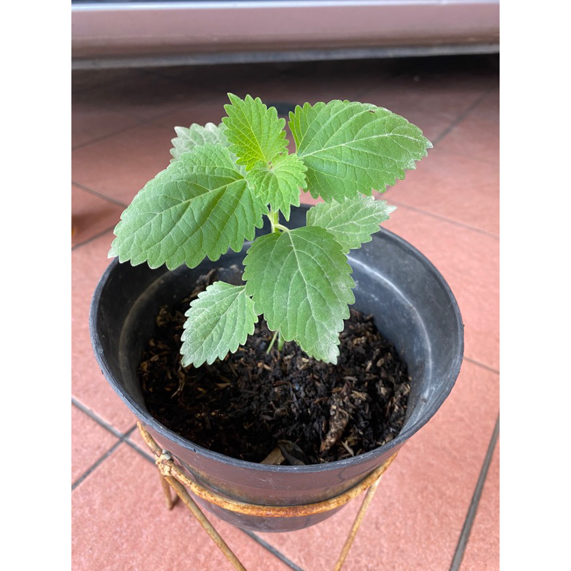 Jual Pohon daun matcho | Shopee Indonesia