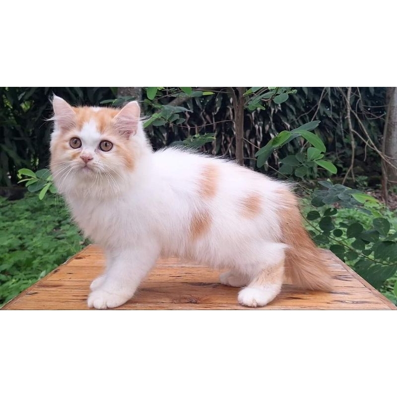 Jual KUCING PERSIA MEDIUM JANTAN 2 BULAN OREN PUTIH | Shopee Indonesia