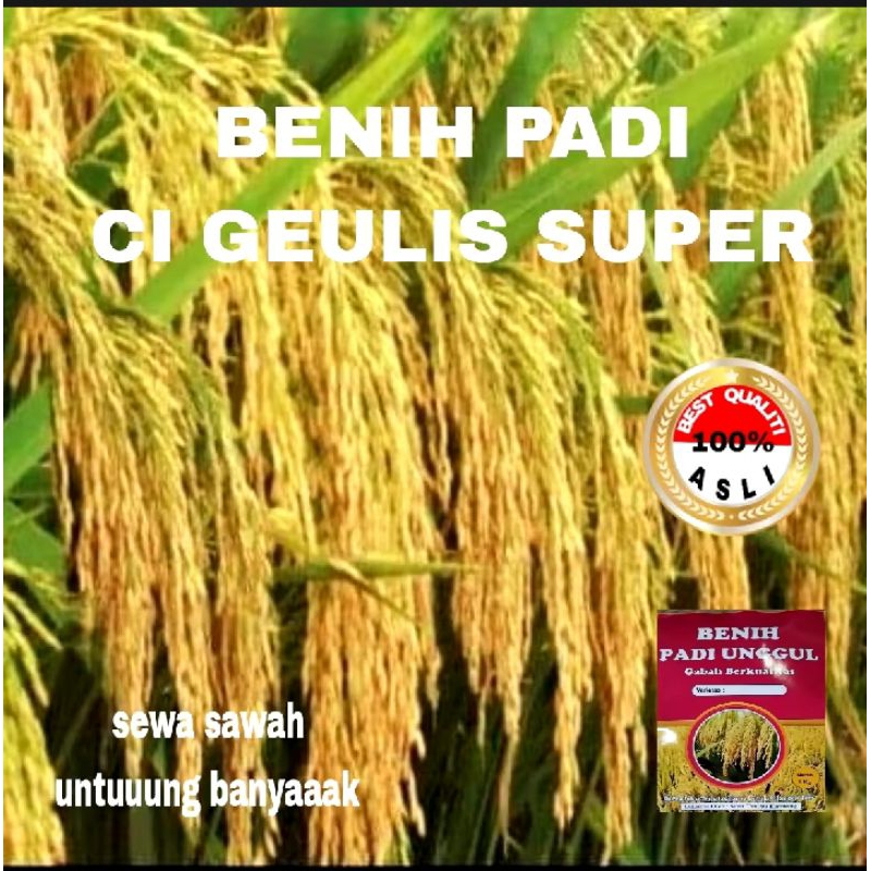 Jual Benih padi CIGEULIS SUPER UNGGUL kemasan 5kg | Shopee Indonesia