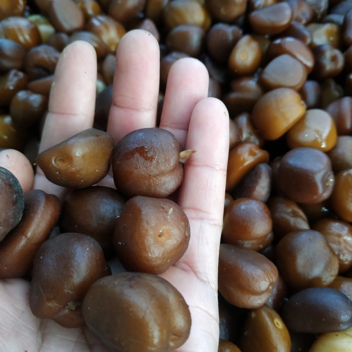 Jual PROMO / BIJI SALAK PONDOH 1 KG / BIBIT SALAK PONDOH | Shopee Indonesia