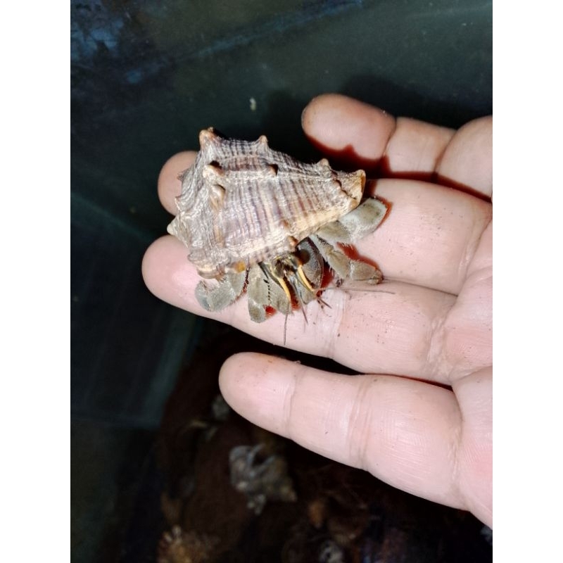 Jual Kelomang cangkang unik ukuran L random | Shopee Indonesia